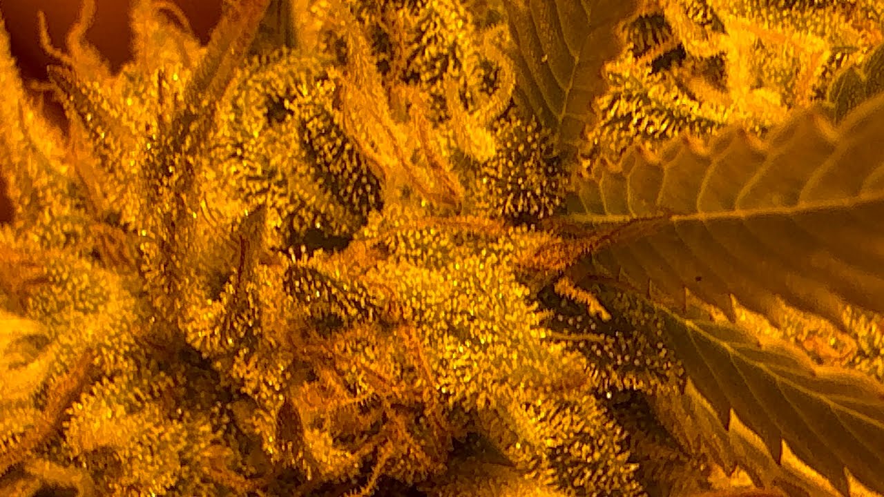 Harvest done Week 7 and 5 now in Hps to finish off while 5 are Drying ...