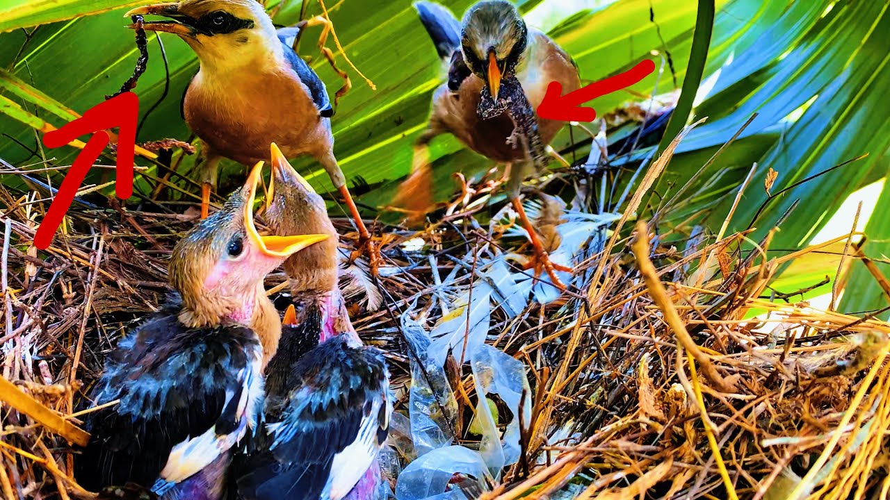 Beauty White Myna Birds Feeding Their Chicks On Tallest Tree - YouTube