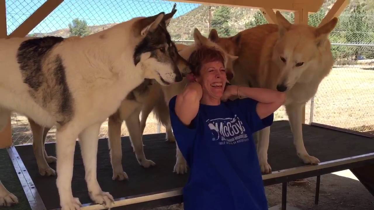 Woman attacked by Wolves - YouTube