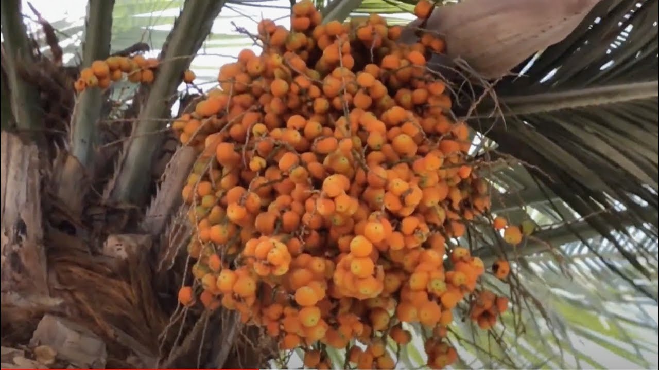 Jelly Palm Fruit Health Benefits at Debra Cunningham blog