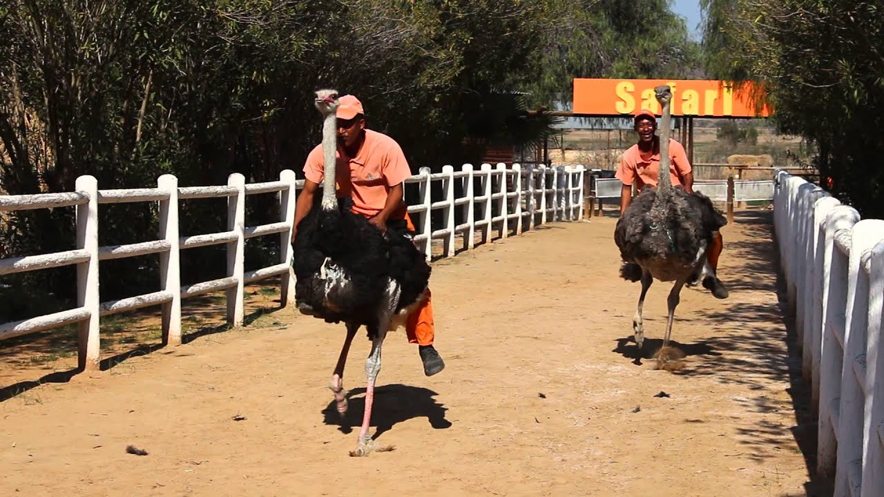 Ostrich racing - YouTube