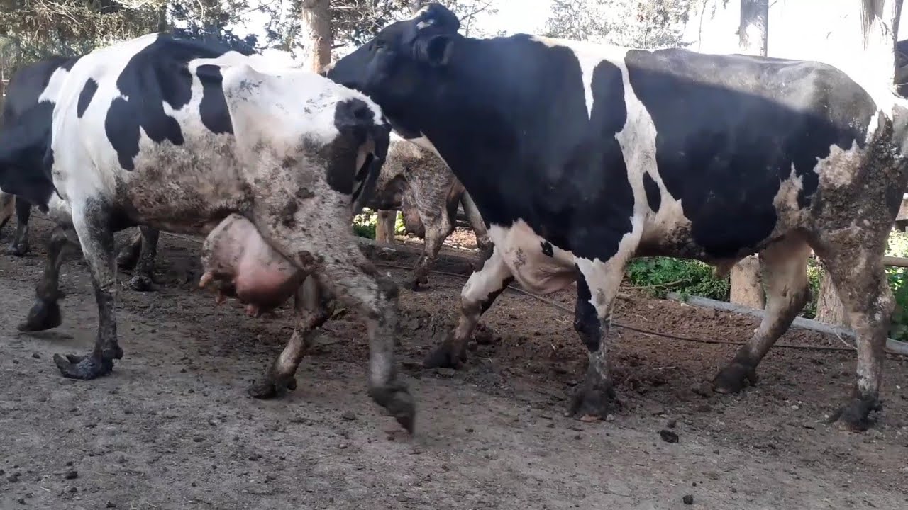 My dairy farm turkish cow - YouTube