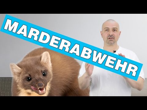 Marderabwehr | Einen Marder erfolgreich aus dem Dach vertreiben vom Profi erklärt 2017