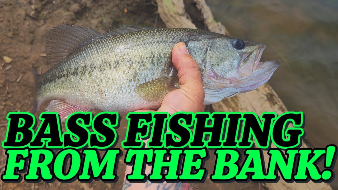 An EASY Technique To Catch BIG Bass From The BANK!!! - YouTube