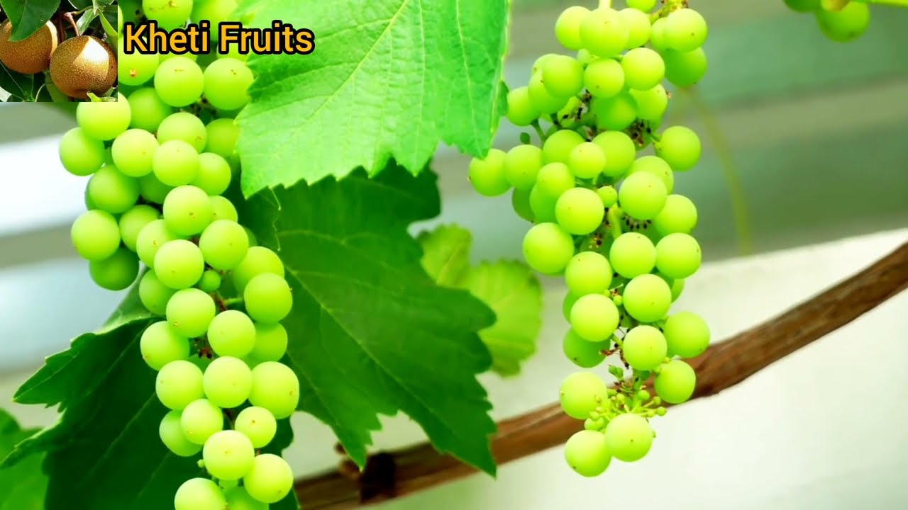 grow Angur plant & kheti Fruits /desi Chhota nursery100% work - YouTube