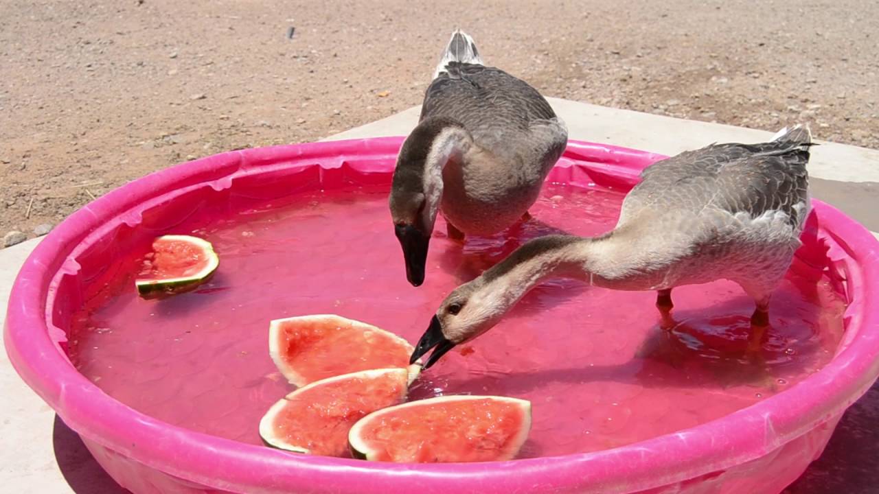 2 geese enjoying watermelon - YouTube