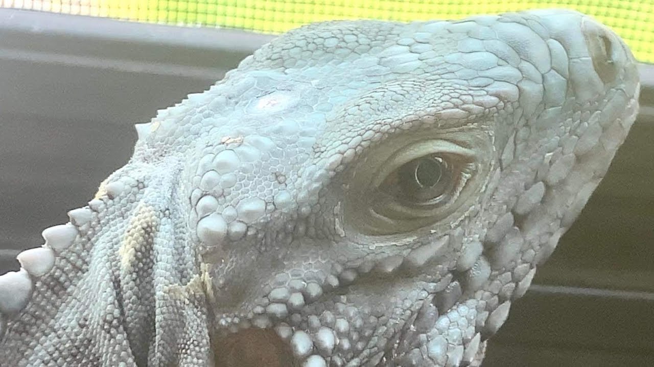 My Dragon Growing Horns Part ll - YouTube