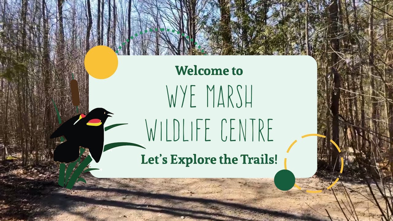 Wye Marsh Wildlife Centre Virtual Tour | Earth Day 2020 | Let's explore ...