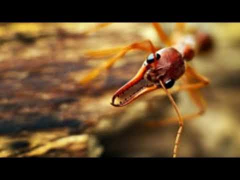 How Are Asps And Fire Ants Related