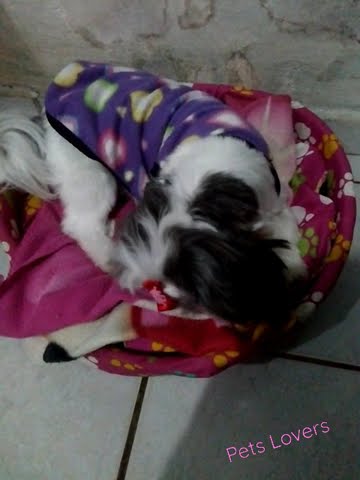 TRANSIÇÃO DA MILLY | Pets Lovers - YouTube