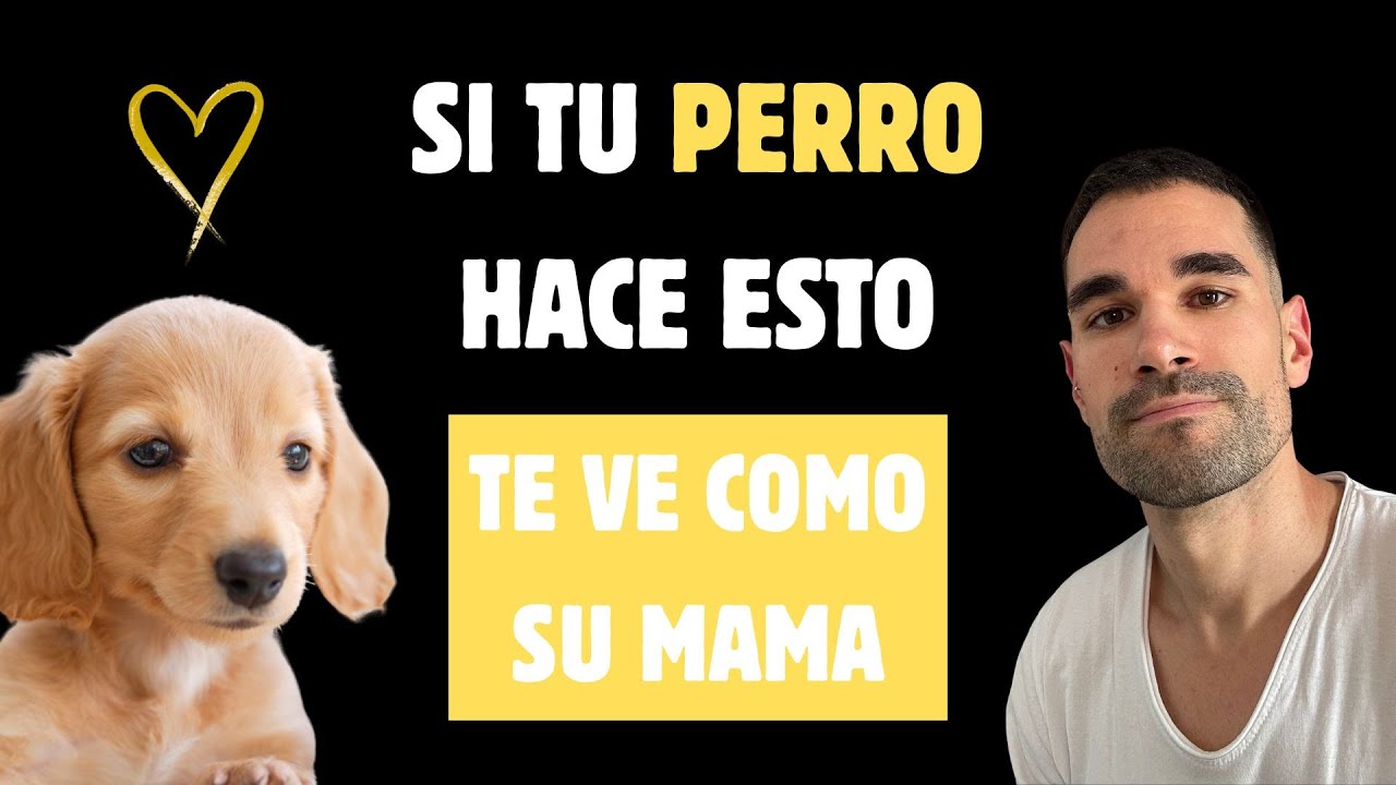 5 SEÑALES de tu PERRO que indican que ERES SU MAMA - YouTube