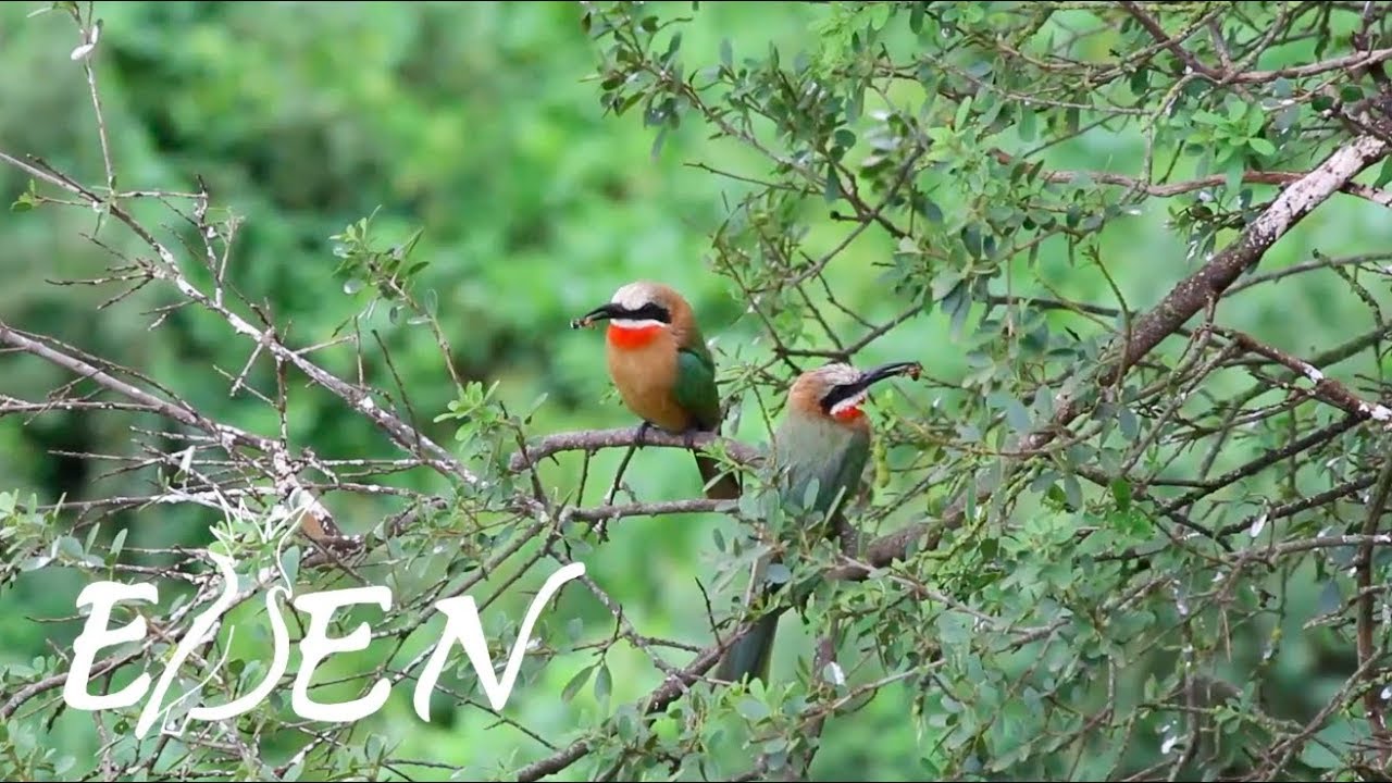 The Vision of Eden Thriving: A Message from our Founder - YouTube