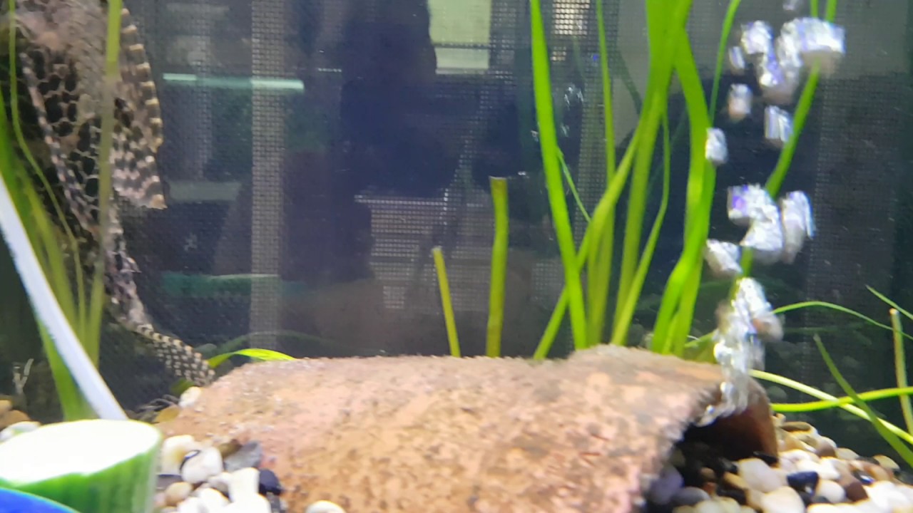 20cm sleepy cod with new tank mate pleco - YouTube