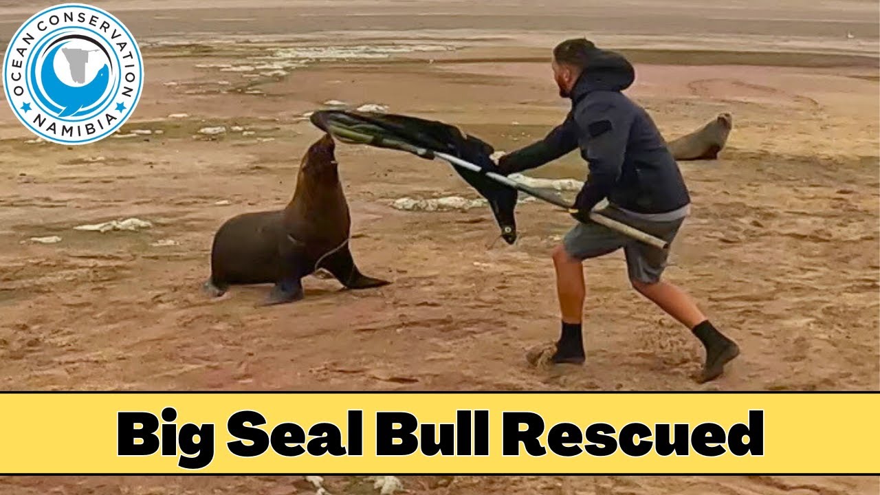 Big Seal Bull Rescued - YouTube