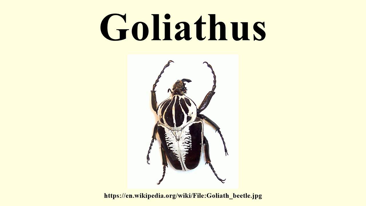 Goliathus - YouTube