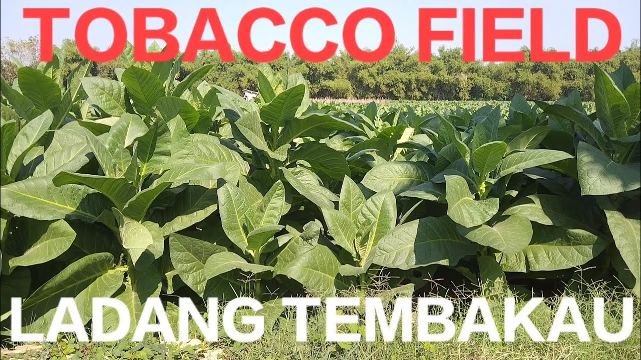 Botanical LADANG TEMBAKAU/TOBACCO FIELD - YouTube