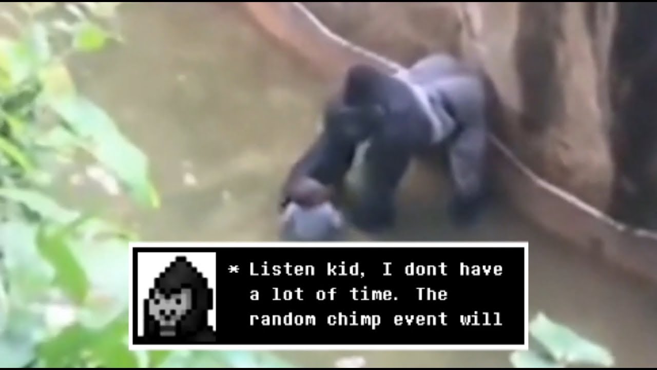 RANDOM CHIMP EVENT - YouTube