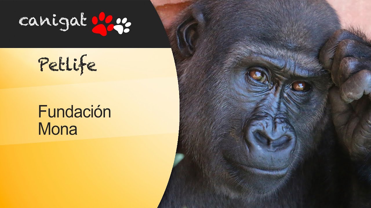 Fundación MONA #veterinaria #mono - YouTube