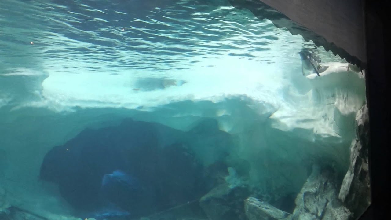 Sea World penguins Gold Coast - YouTube
