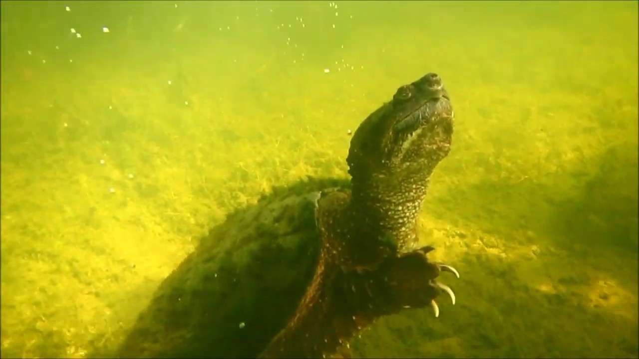 Huge Turtle Steals Bait (Underwater Footage) - YouTube