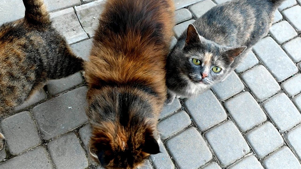 Cute street cats with very beautiful faces - YouTube
