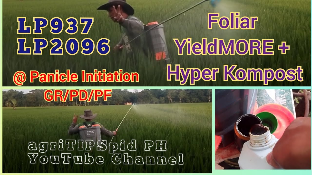 250-300 Cvs/Ha. Prevention (Gold Rush mix YieldMORE+HyperKomppst) for Stem borer, Leaf Folder ...