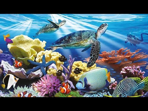 Nature Relaxation : 1 Hours Stunning 4K Underwater Footage + Music ...