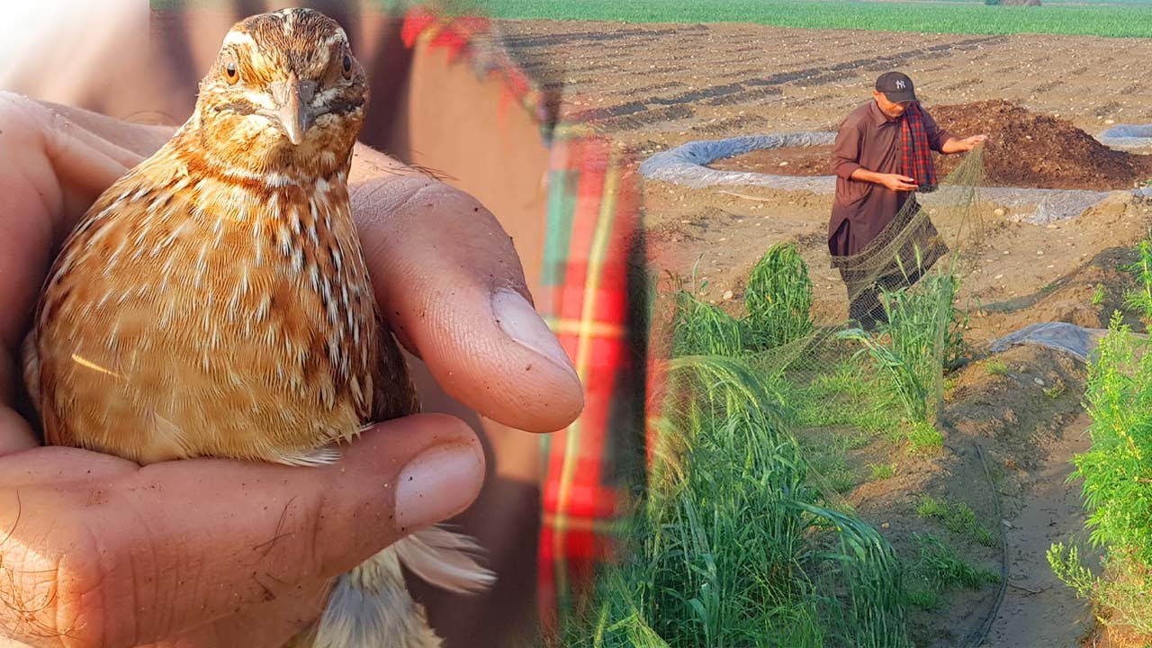 Quil hunting In Punjab | Best Hunting Video | #11 - YouTube