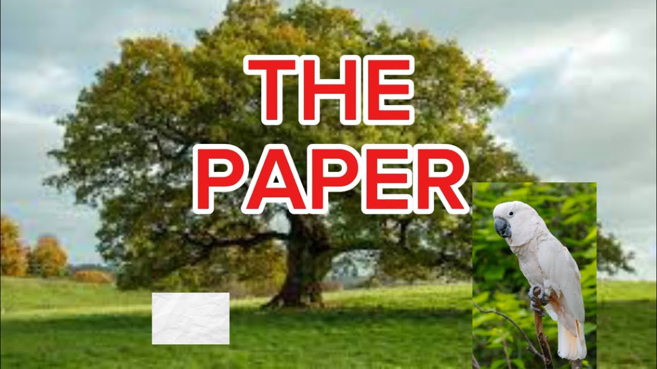 The Parrot Show (Season 1 Episode 14) The Paper - YouTube
