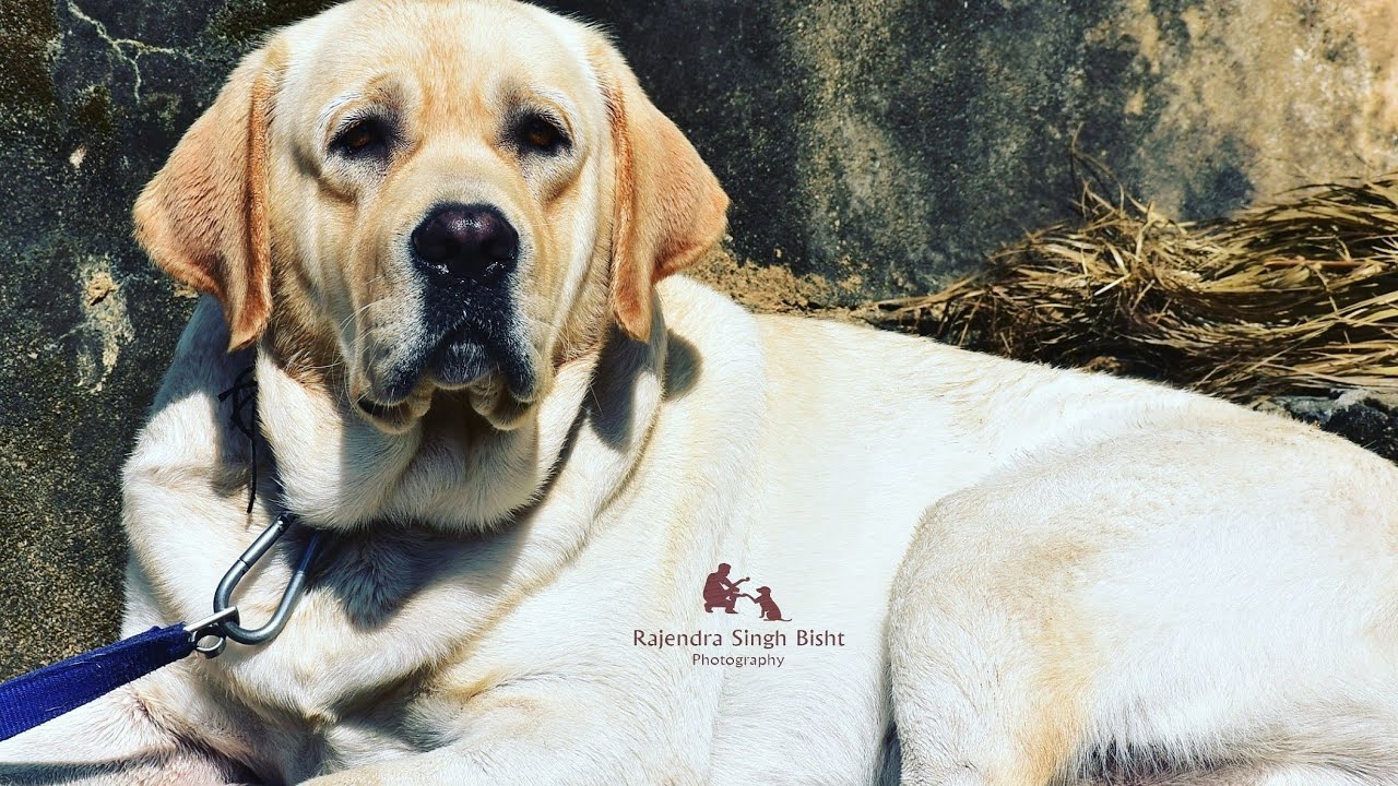 Heavy bone Labrador - YouTube