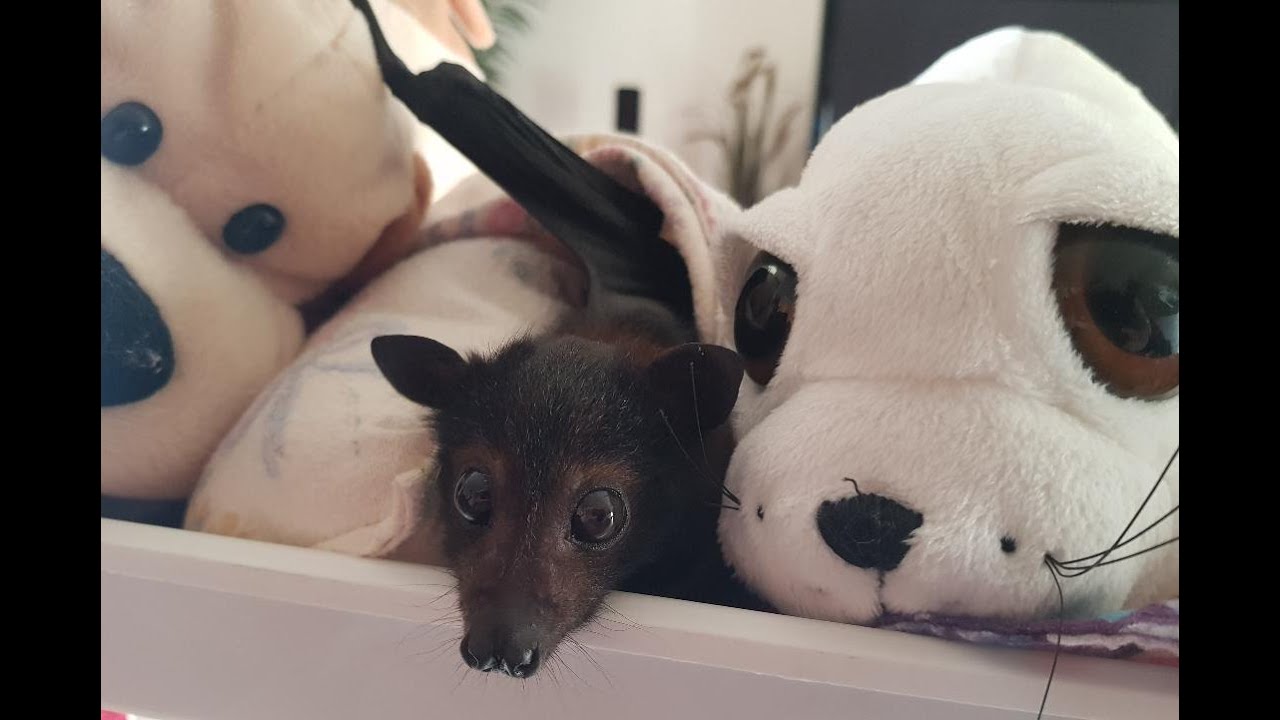Land Puppy, Sky Puppy, Sea Puppy. 🦇 🐶 🦦 - YouTube