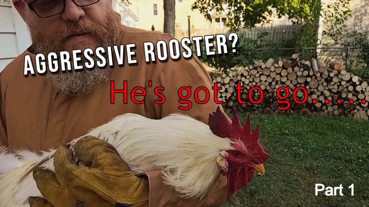 Aggressive Rooster? Get rid of him. Pt.1 - YouTube