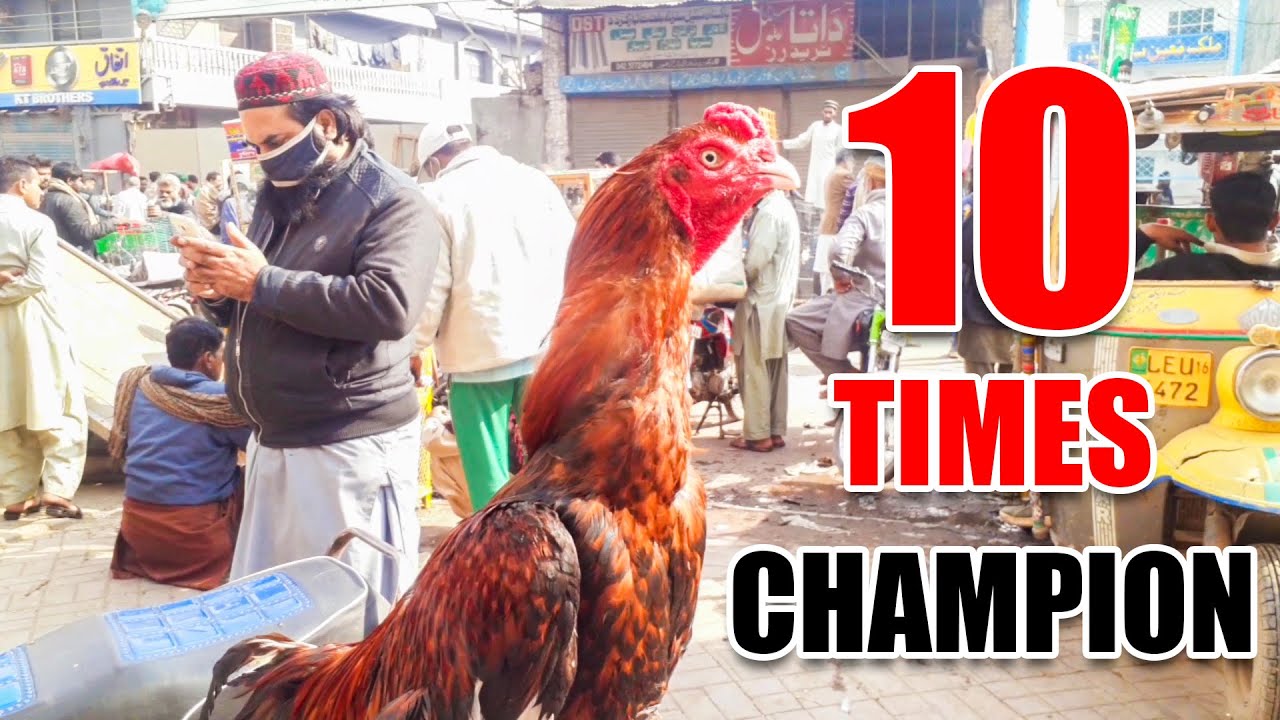 Aseel Murgha Championship | Top Quality Aseel Murgha Breeding | SHN ...
