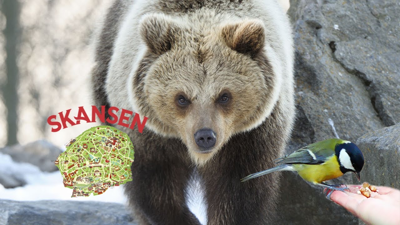 Skansen open air museum with a zoo | Stockholm, Sweden - YouTube