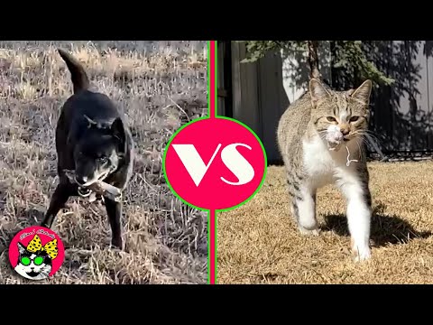 Dog VS Cat: Fetch Competition. Who Will Win? - YouTube