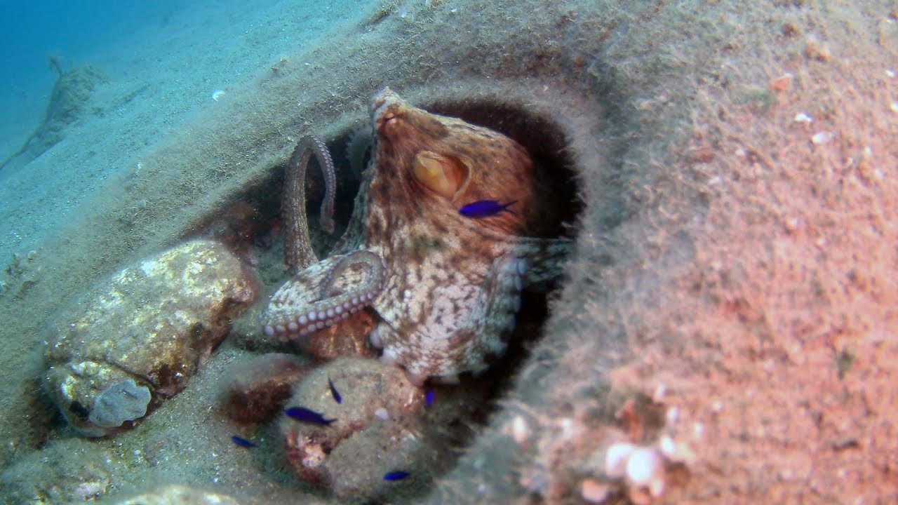 Playing with an octopus - YouTube