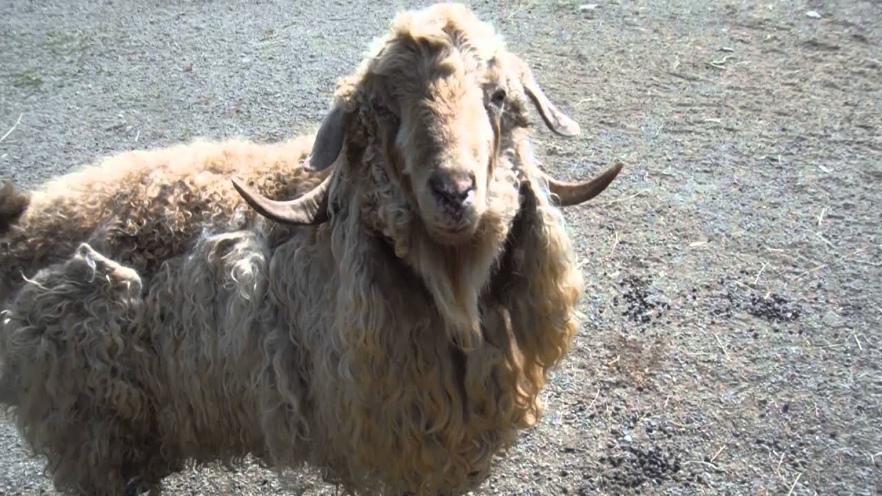 Puff-Puff Angora Goat - YouTube