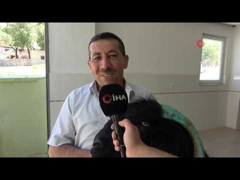 (ÖZEL) Isparta’da 169 kiloluk kurbanlık teke 5 bin liradan alıcısını bekliyor