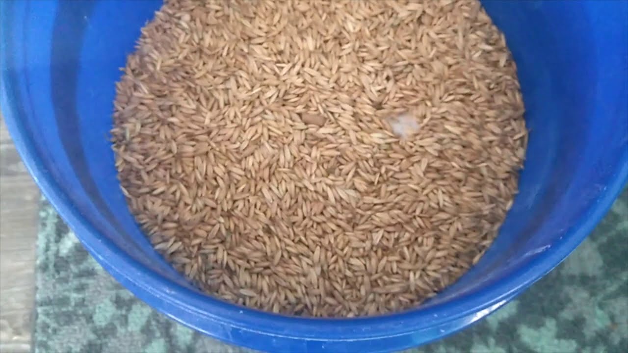 MUSHROOM GROWING OAT TEK - YouTube