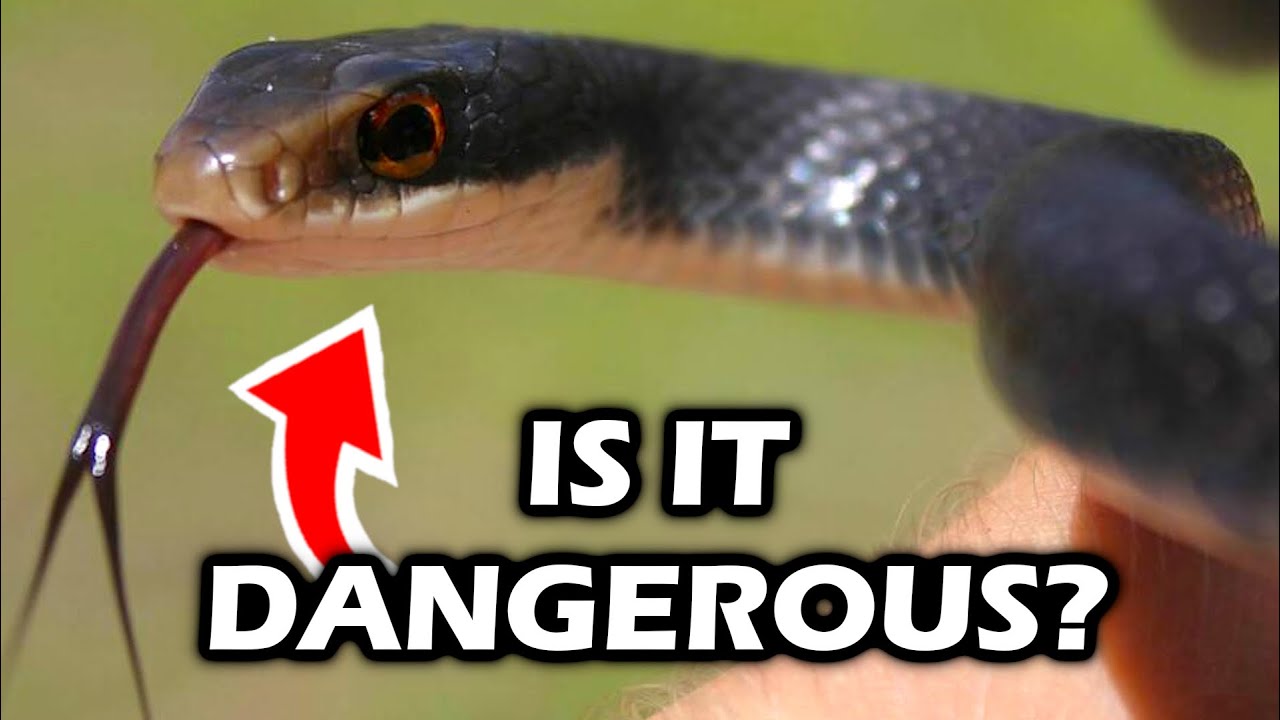 Are Black Racers DANGEROUS? - Up Close With a FAST and FIESTY Snake ...