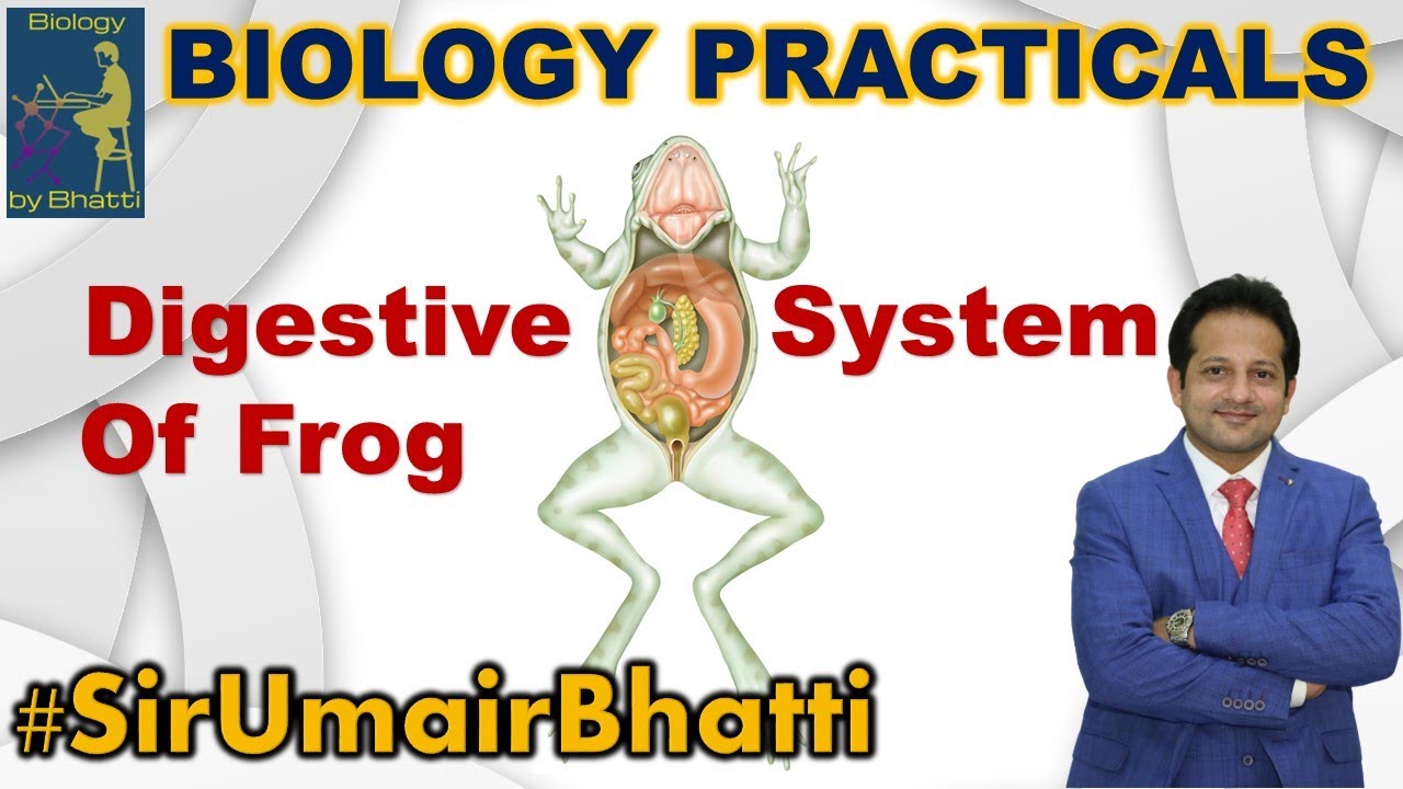 Digestive System of Frog | Dissection of Frog | F.Sc Biology Practicals ...