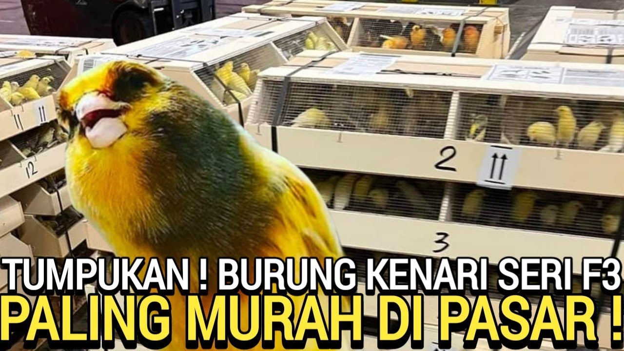 HARGA KENARI ! TERGILA KENARI F3 PALING MURAH DI PASAR BURUNG PRAMUKA ...