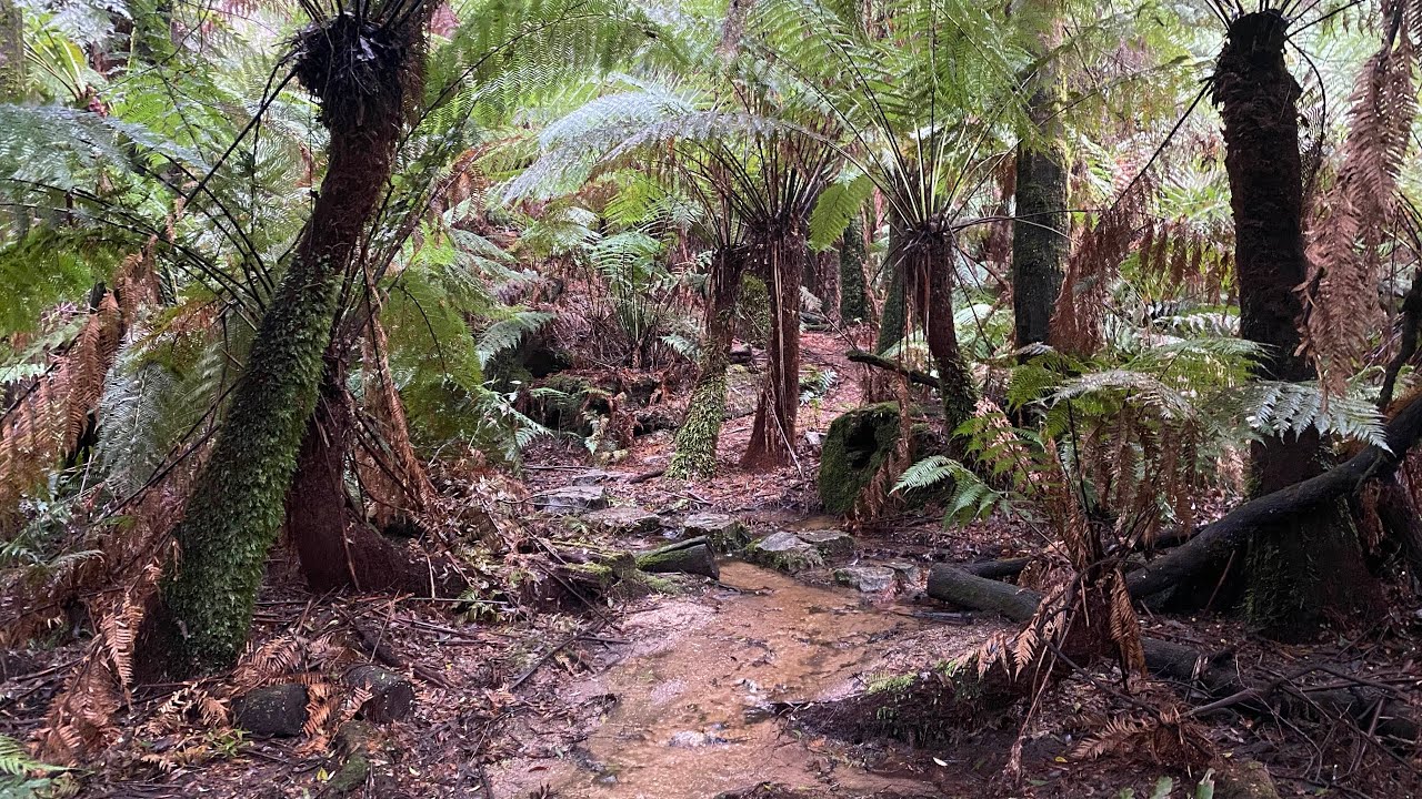 Yarra State Forest - YouTube