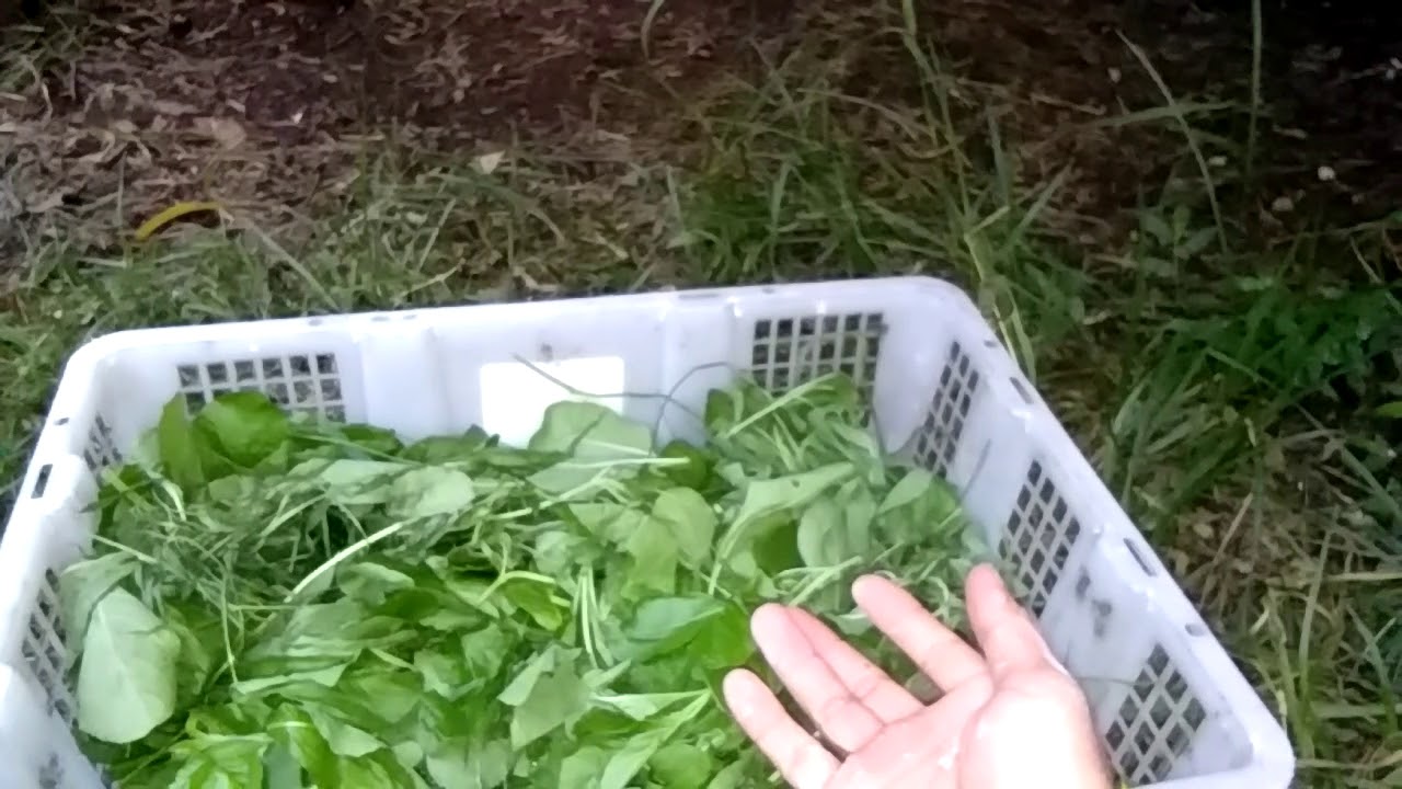 Memberi Pakan Marmut Dengan Daun Bunga Pletekan Atau Kencana Ungu - YouTube