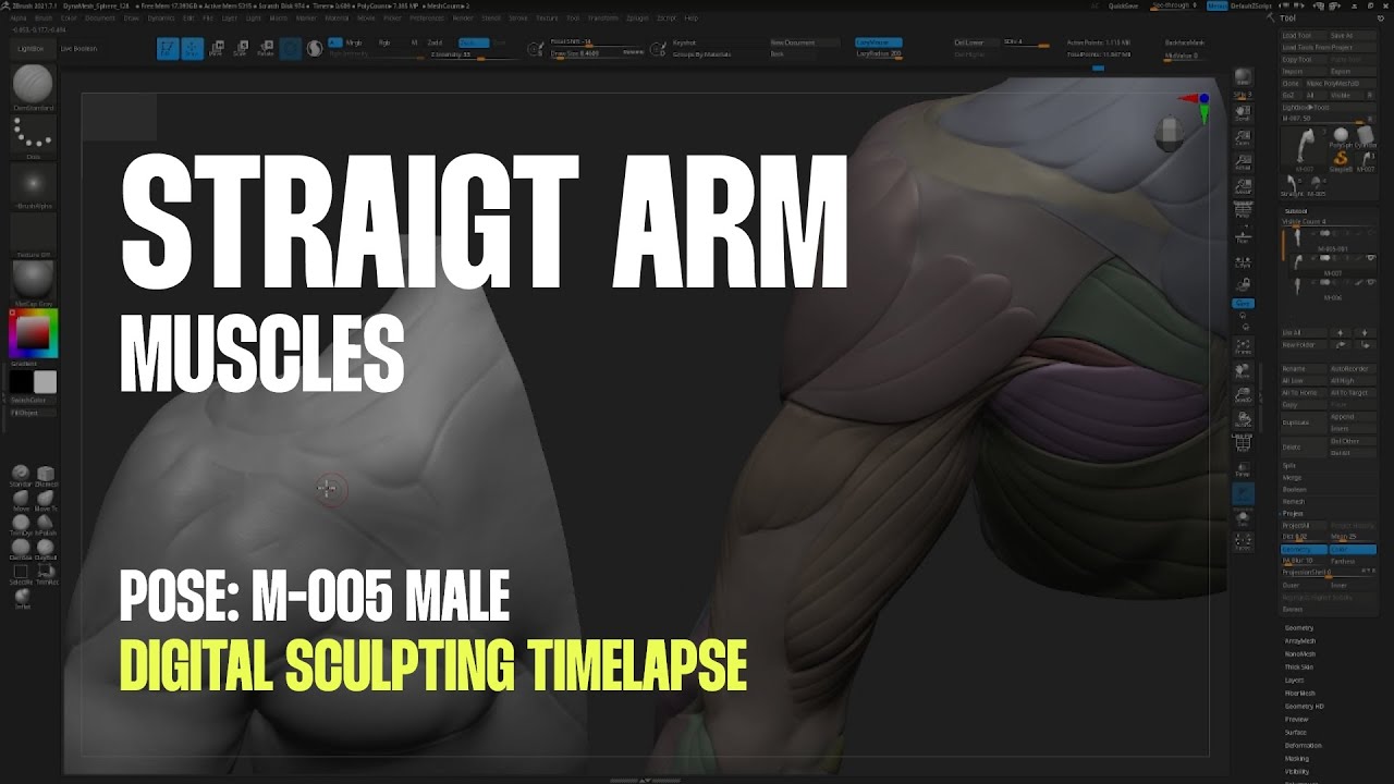 Straight arm muscle - Digital sculpting timelapse | Anatomy For ...