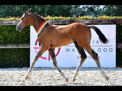 VOLLE MAAN VD GULDENNAGEL (ROCCO VD BISSCHOP x CASINO GRANDE )