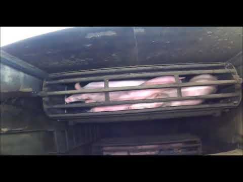 Pig Slaughter (Gas Chamber) Footage [GRAPHIC] Where Your Bacon Comes From