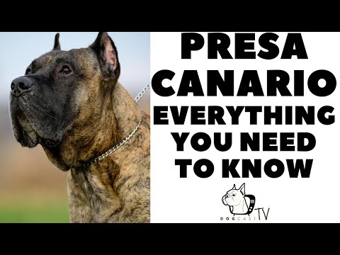 Presa Canario Dog Breed - Everyhing You Need to Know!  DogcastTV!