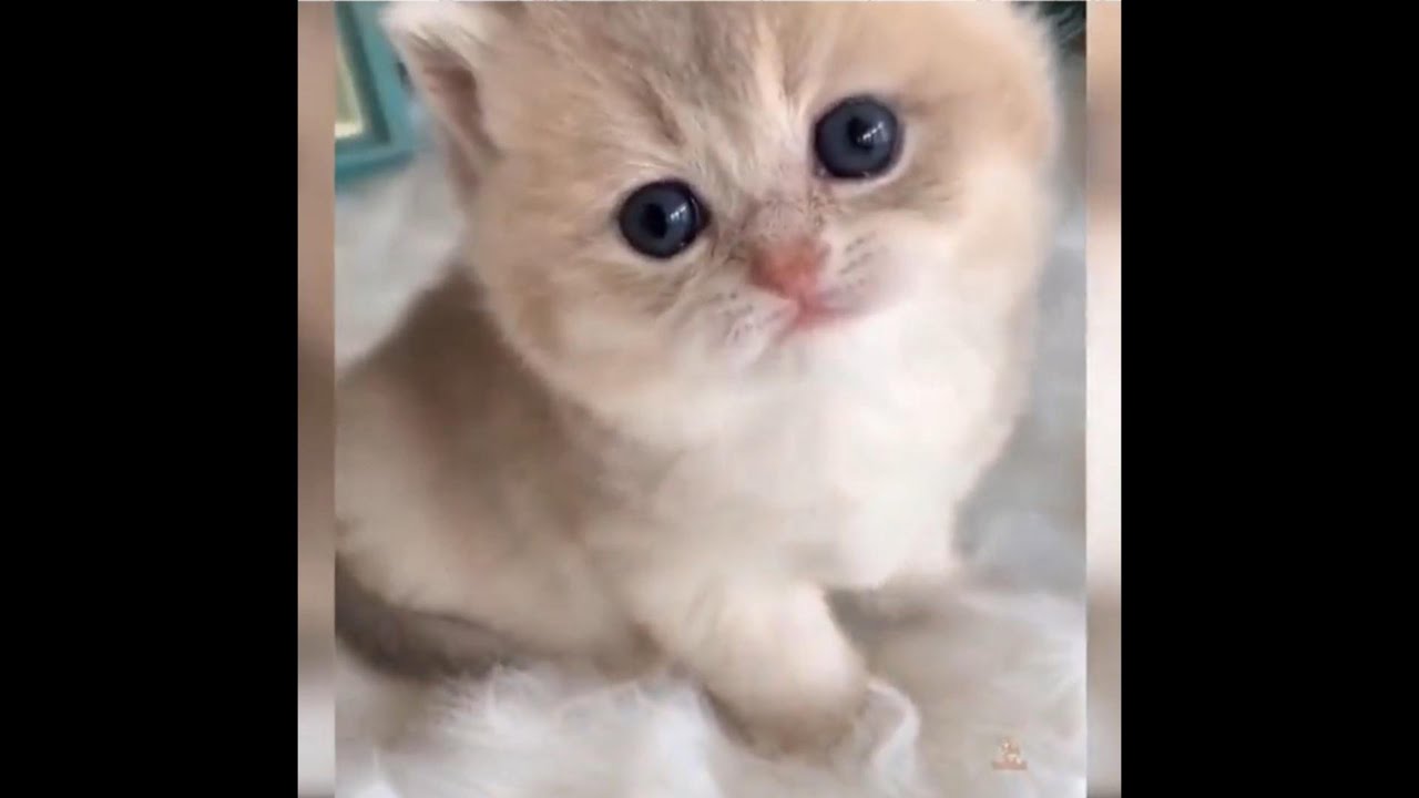 funny cat5 - YouTube