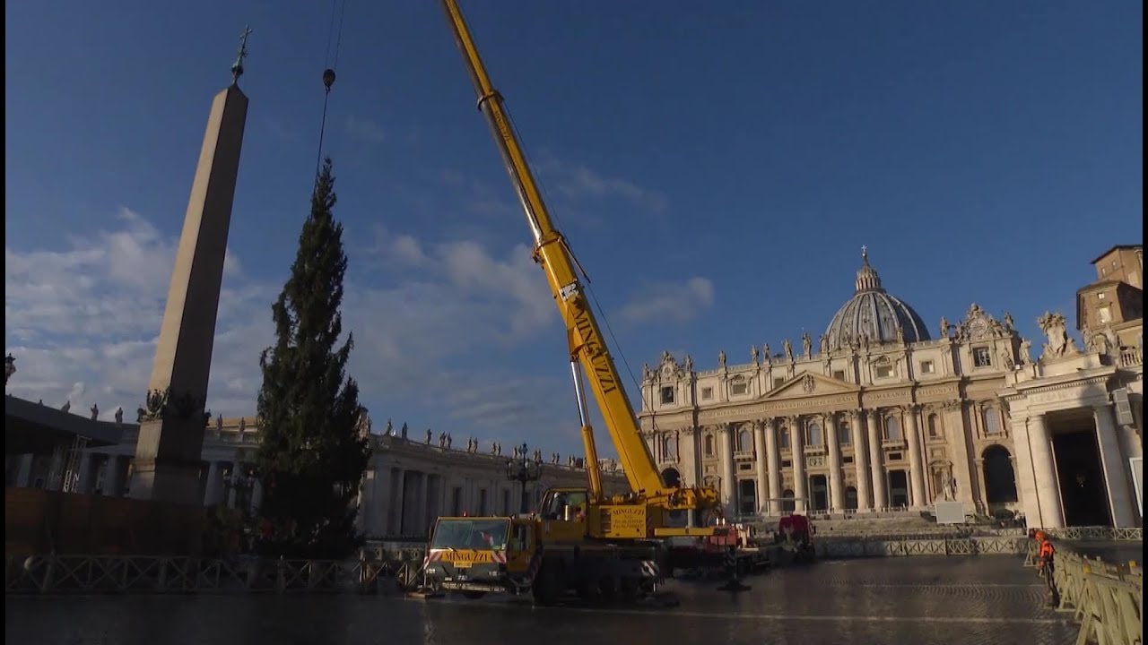 Vatican Christmas tree has already reached St. Peter's Square - YouTube